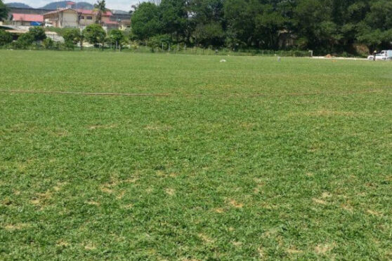 Turf Grass Supplier in Malaysia | Cow Grass & Philippine Grass