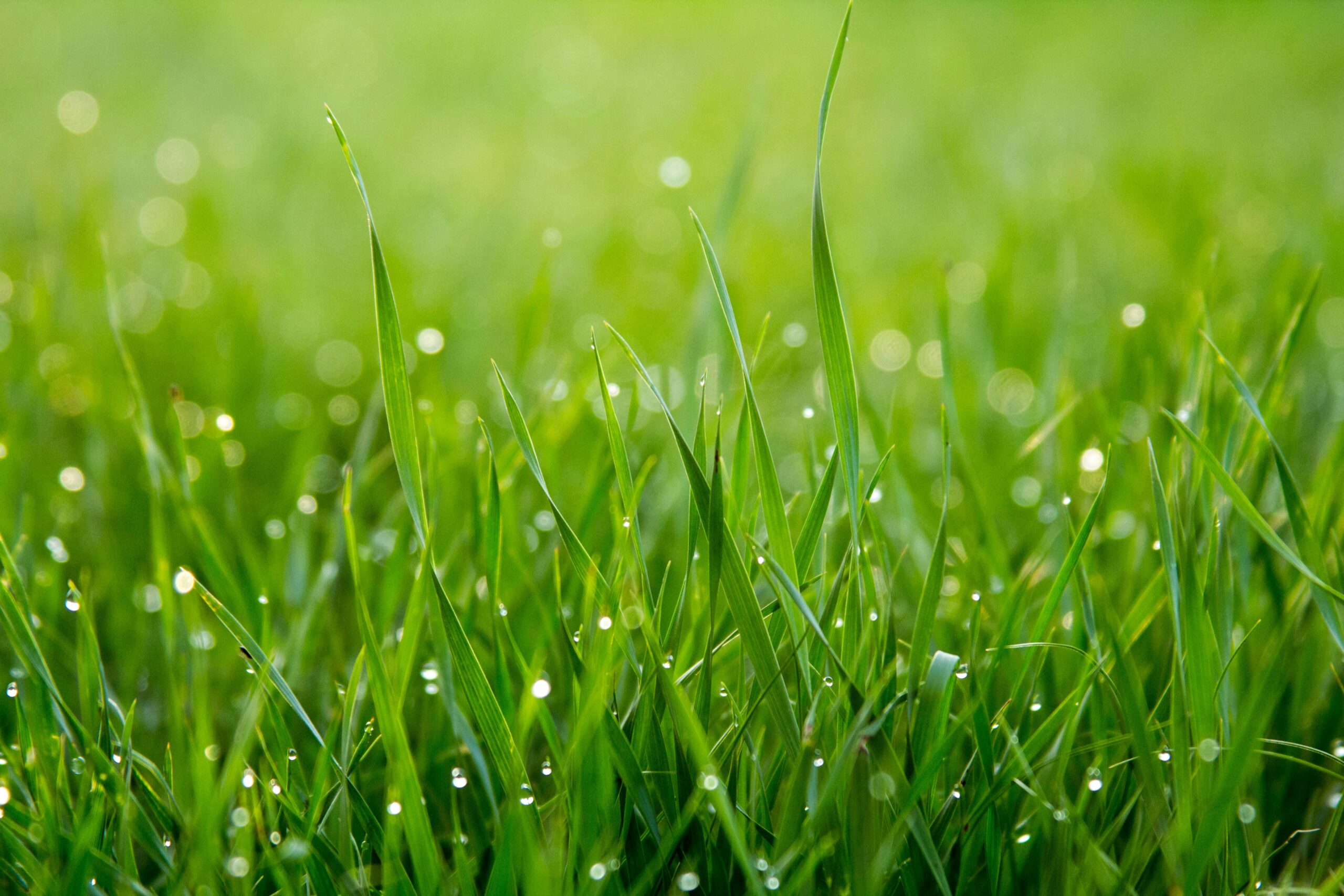 How Cow Grass Can Save You Time and Money on Lawn Maintenance ...