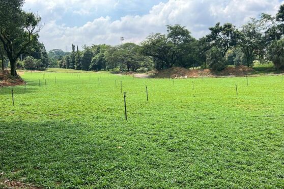 Philippine Grass Supplier Malaysia - Monterez Turf
