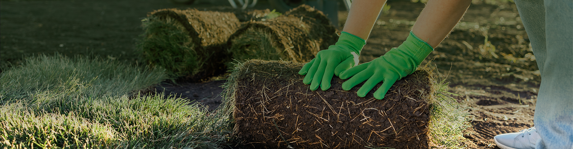 Cow Grass: Perfect for Family Gardens, Play Areas, and More - Monterez Turf