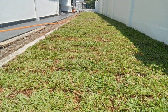 Turf Grass Supplier in Malaysia | Cow Grass & Philippine Grass