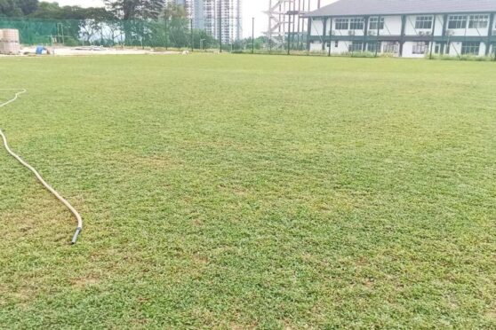 Turf Grass Supplier in Malaysia | Cow Grass & Philippine Grass