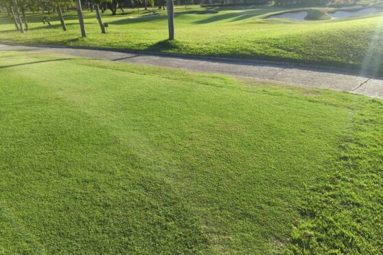 Turf Grass Supplier in Malaysia | Cow Grass & Philippine Grass